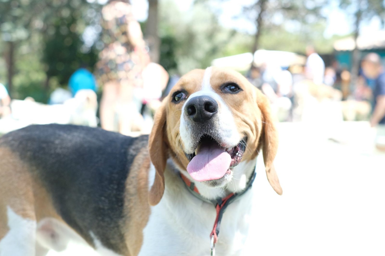 ᐉ Los 17 perros más tontos del mundo- Jalicross