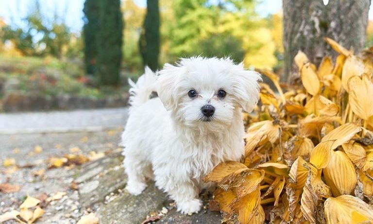 ᐉ Los 19 perros más bonitos del mundo - Jalicross