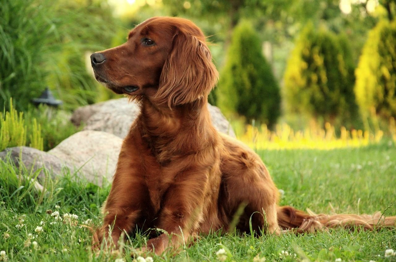 ᐉ Los 19 perros más bonitos del mundo - Jalicross