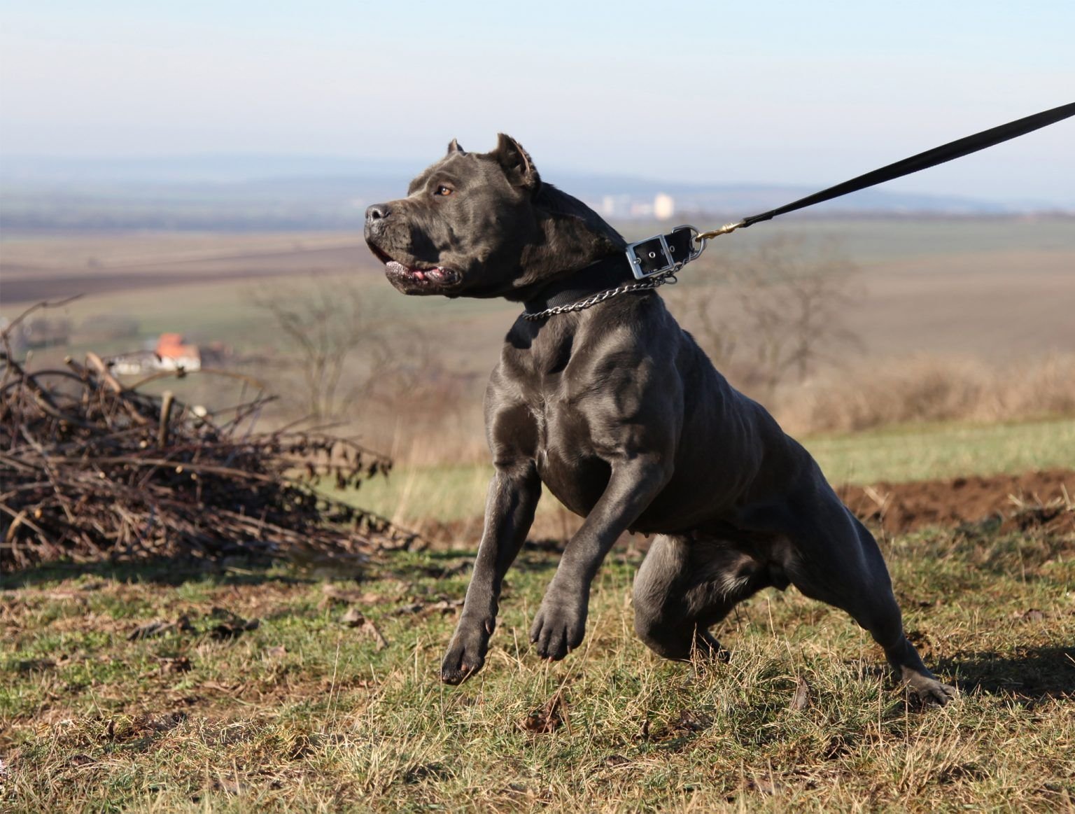 ᐉ 24 de las razas de perros más fuertes del mundo- Jalicross