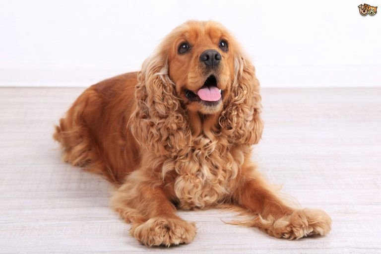 ᐉ Los 19 perros más bonitos del mundo - Jalicross