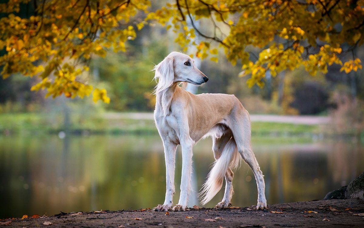 ᐉ Los 19 perros más bonitos del mundo - Jalicross